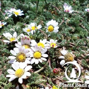 Anacyclus pyrethrum Depressus - Datasheet