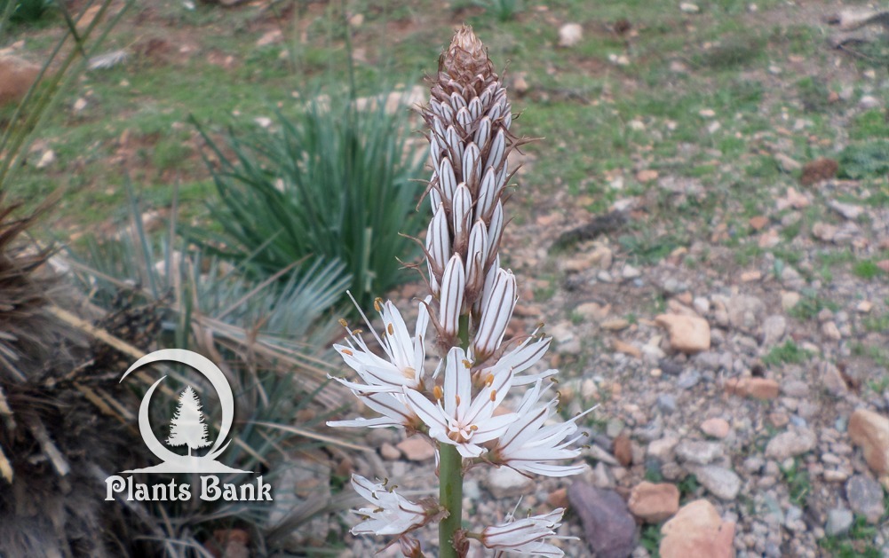 Asphodelus microcarpus - Datasheet