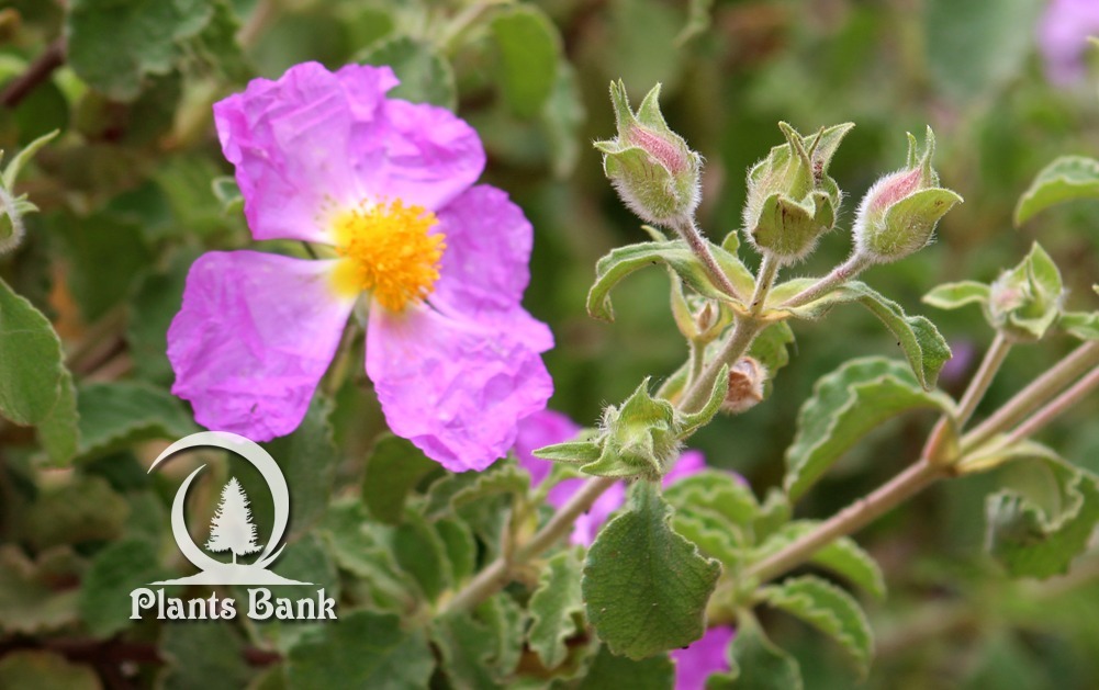 Cistus albidus
