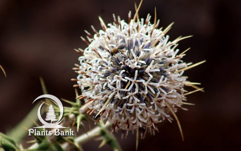 Echinops spinosissimus
