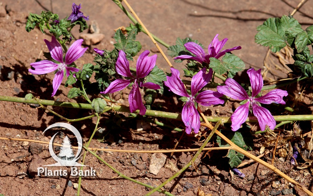 Malva sylvestris - Datasheet