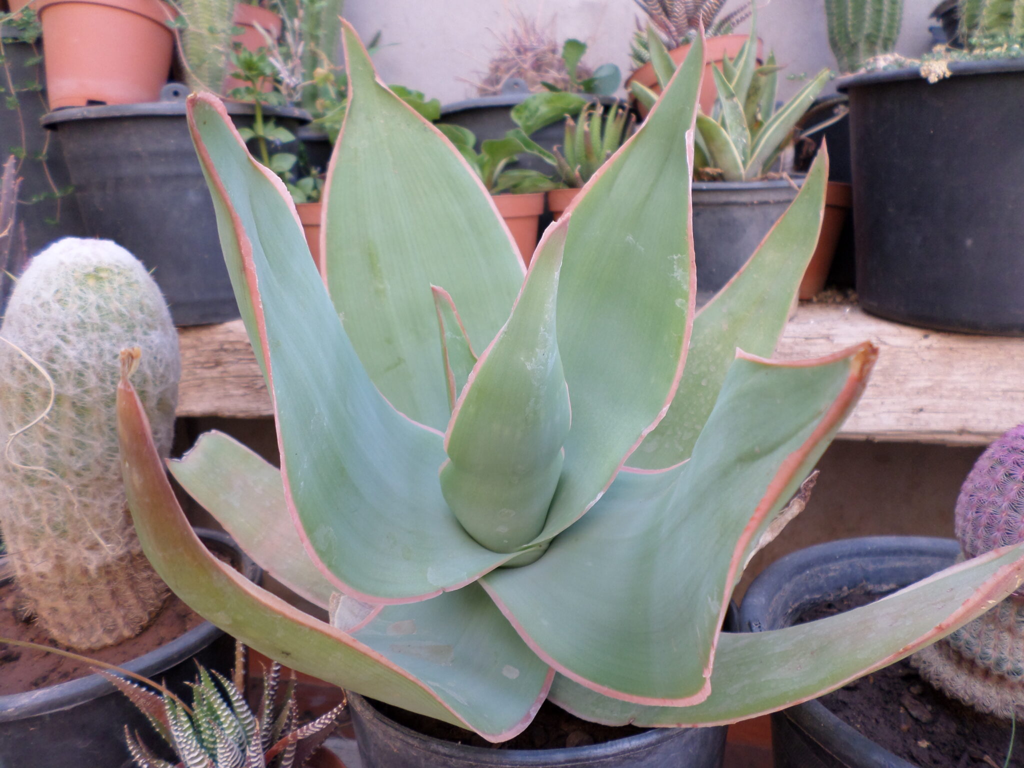 Aloe striata