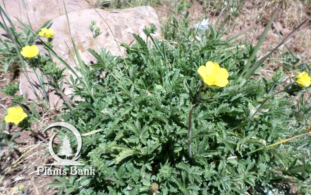 Potentilla recta - Datasheet