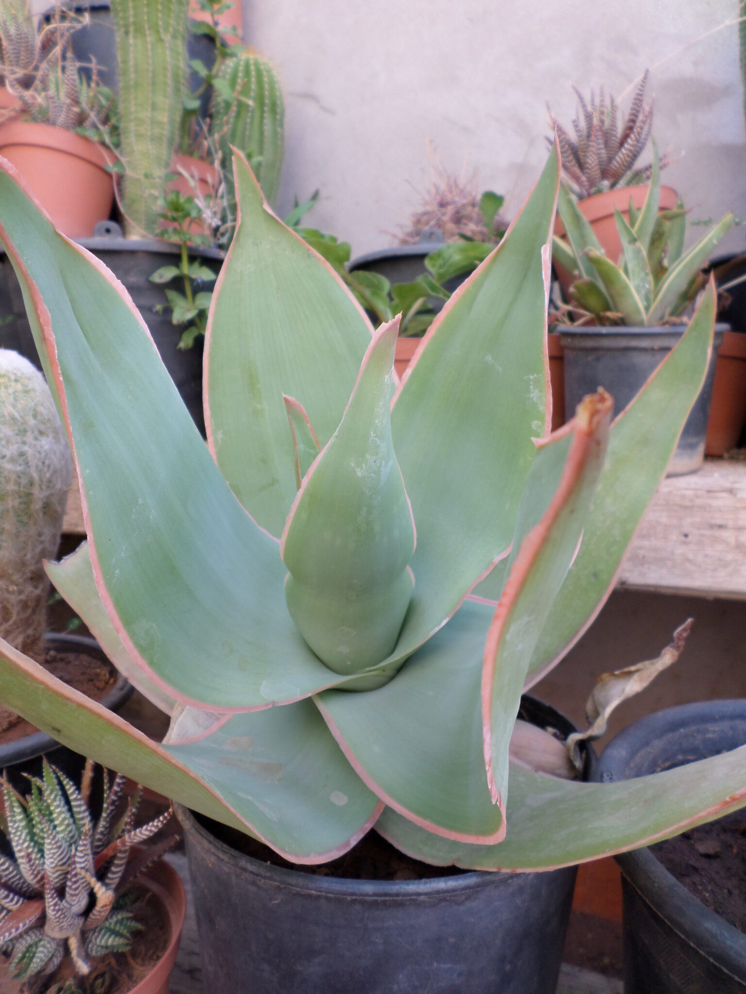 Aloe striata