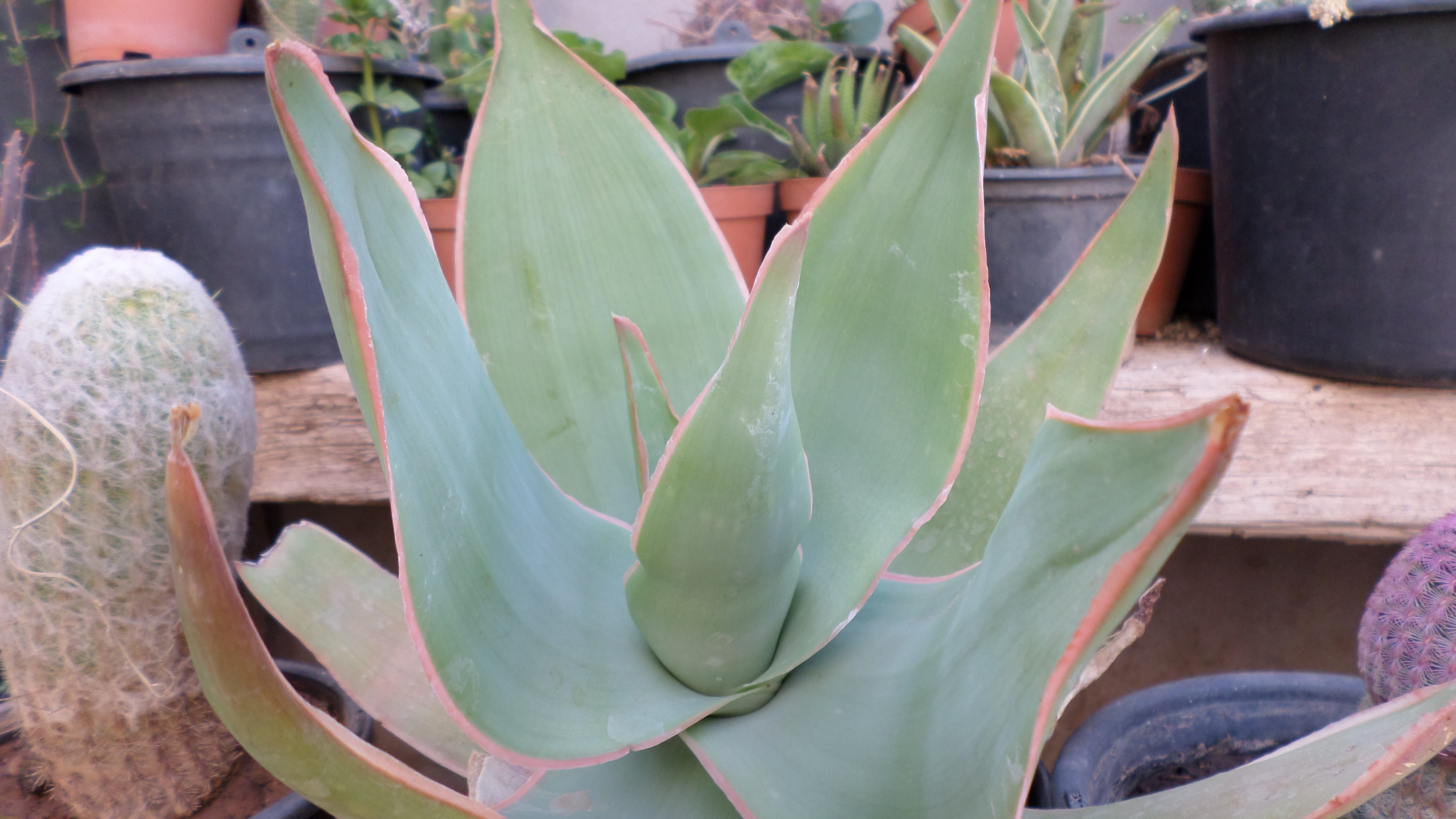 Aloe