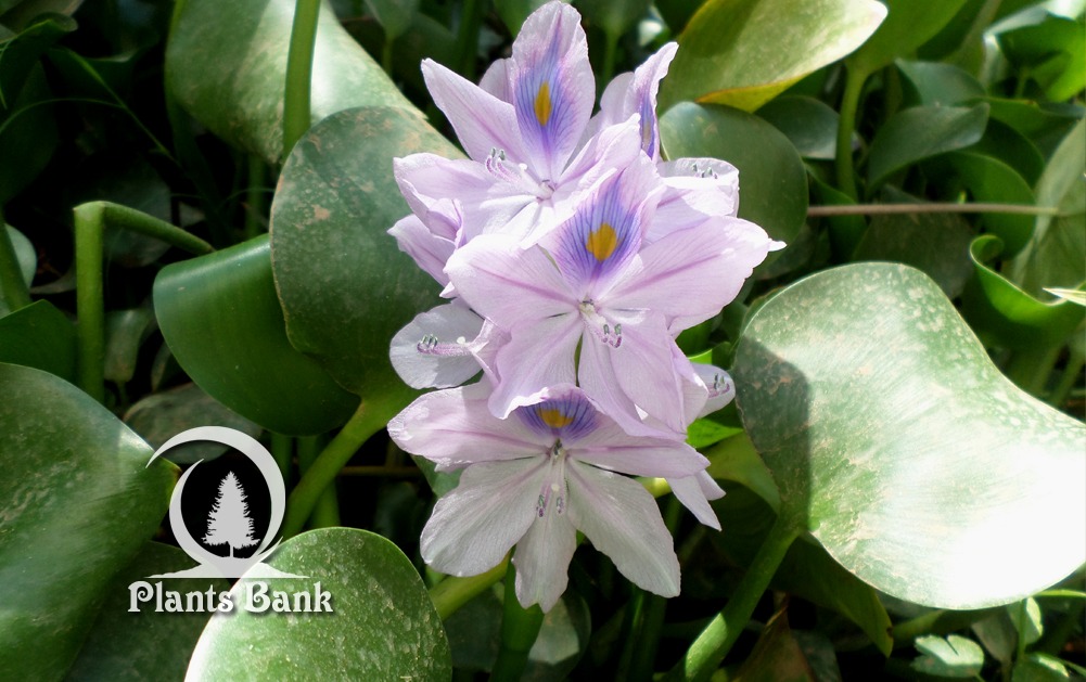 Eichhornia crassipes - Datasheet