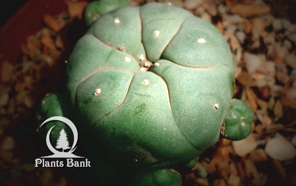 Lophophora williamsii - Datasheet