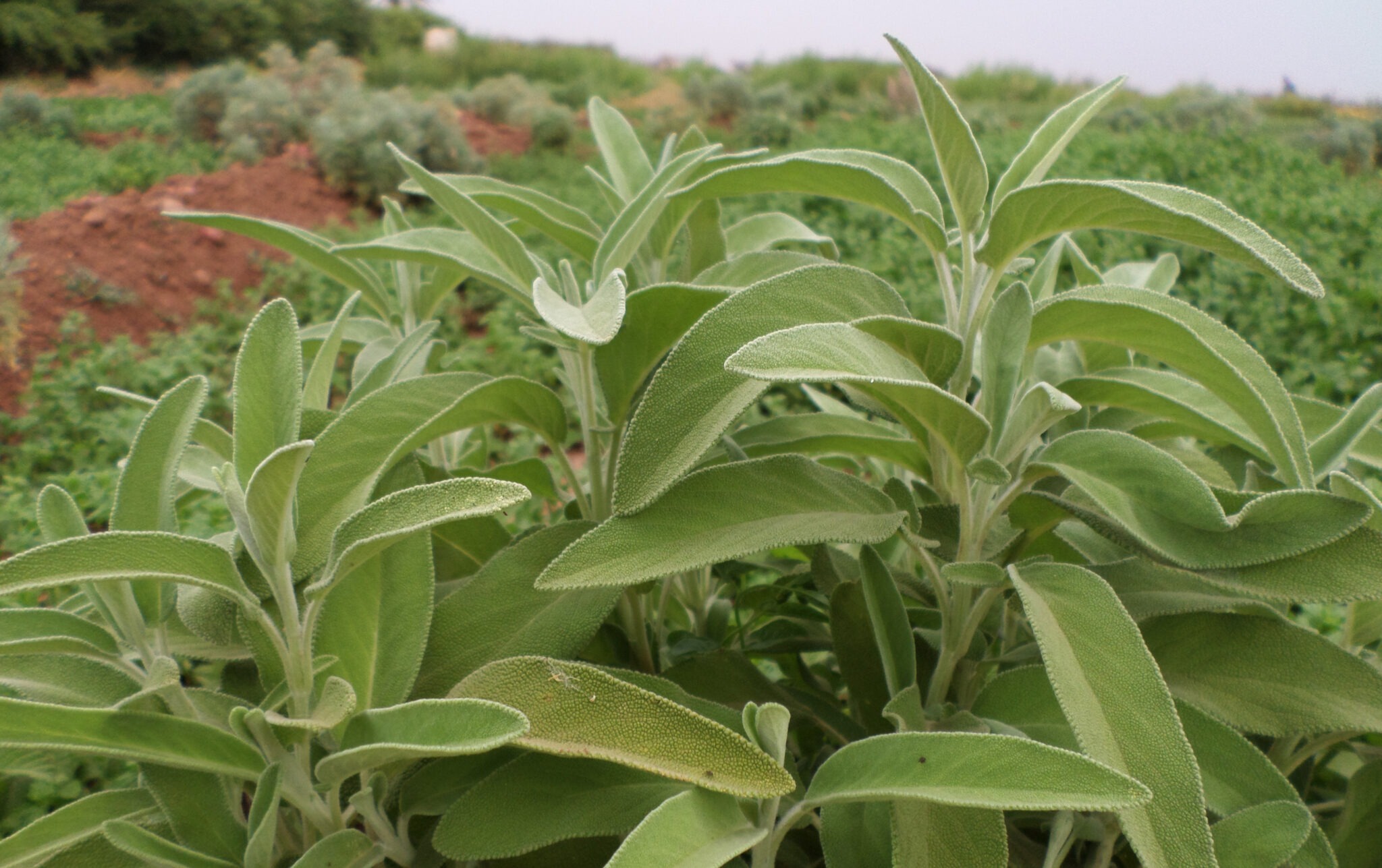 Simple 8 Ways To Earn Money From Plants