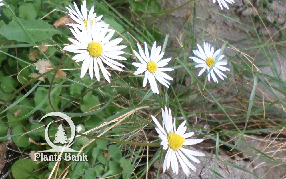 Bellis perennis - Datasheet