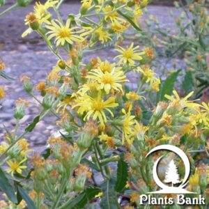 Inula viscosa - Datasheet
