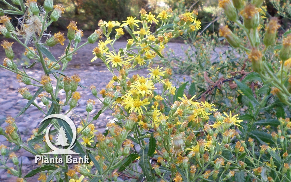 Inula viscosa - Datasheet