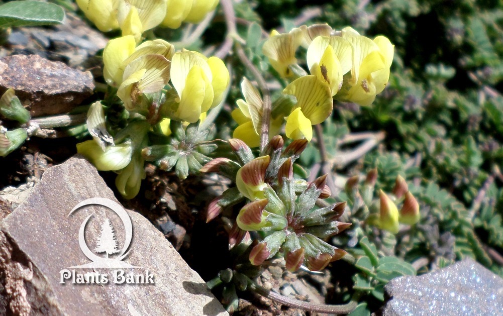 Ononis natrix - Datasheet