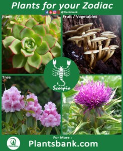 Which plant is your Zodiac soulmate?