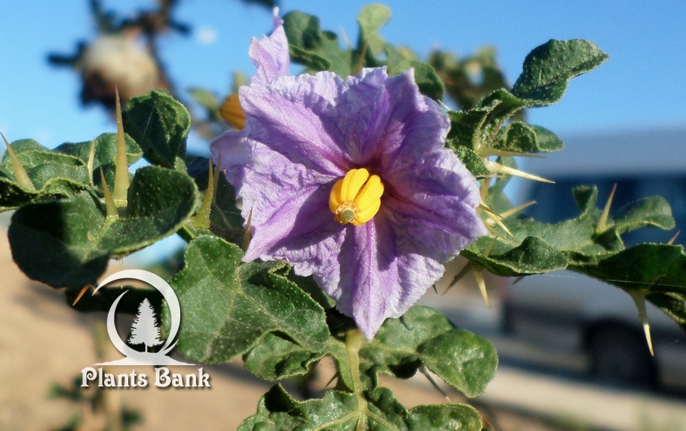 Solanum linnaeanum - Datasheet