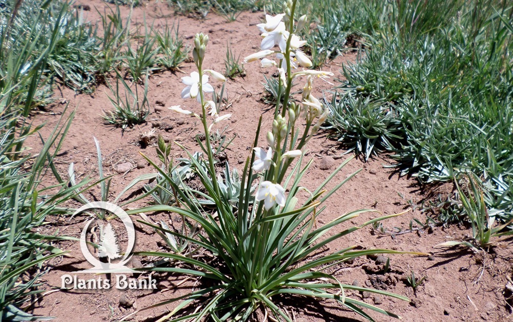 Anthericum liliago var. baeticum - Datasheet
