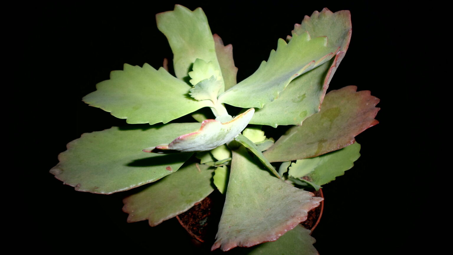 Plants Bank - Plants Database