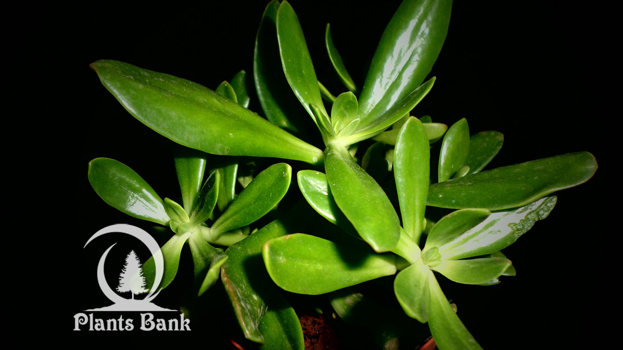 Sedum Dendroideum