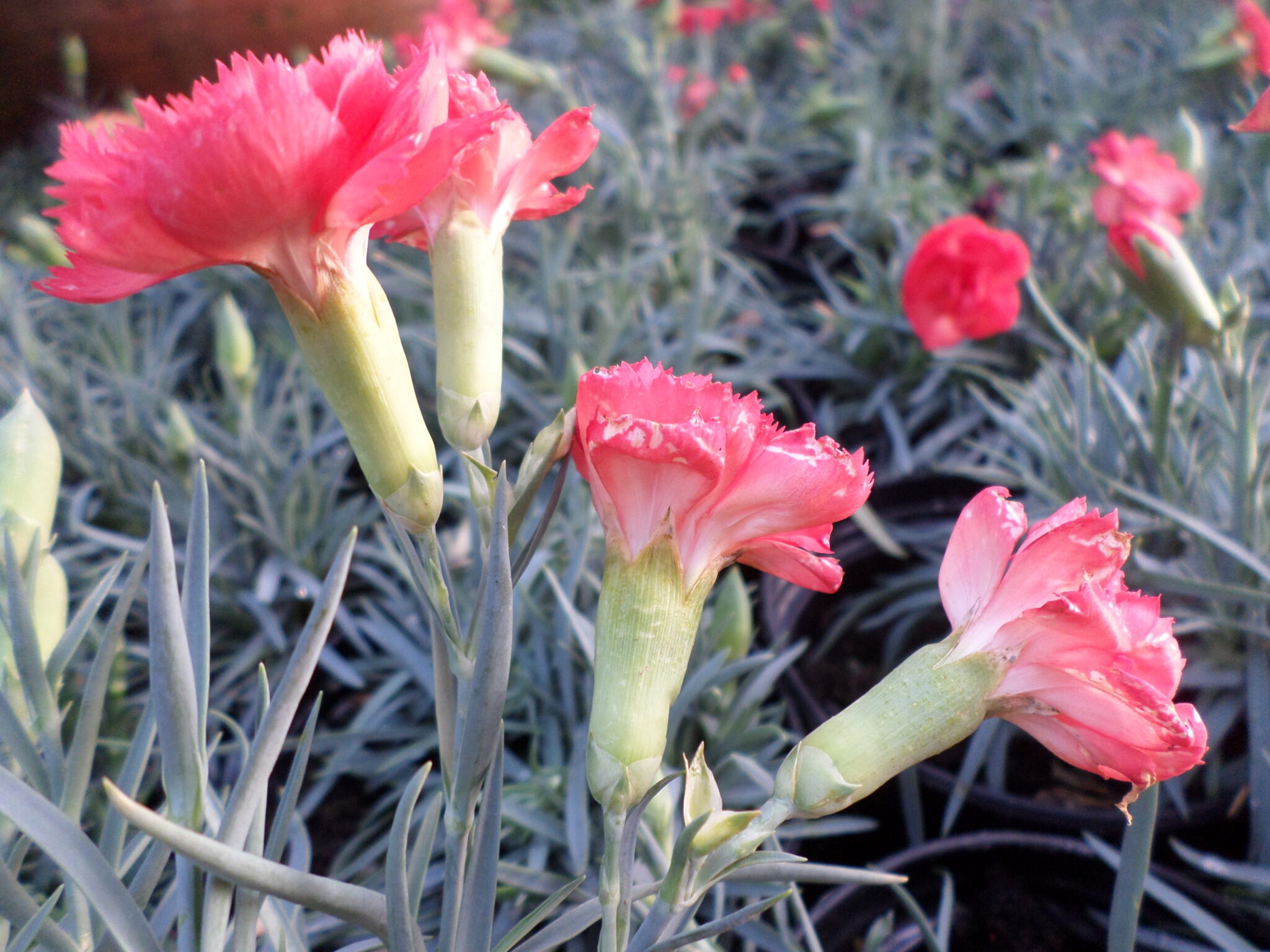Dianthus caryophyllus