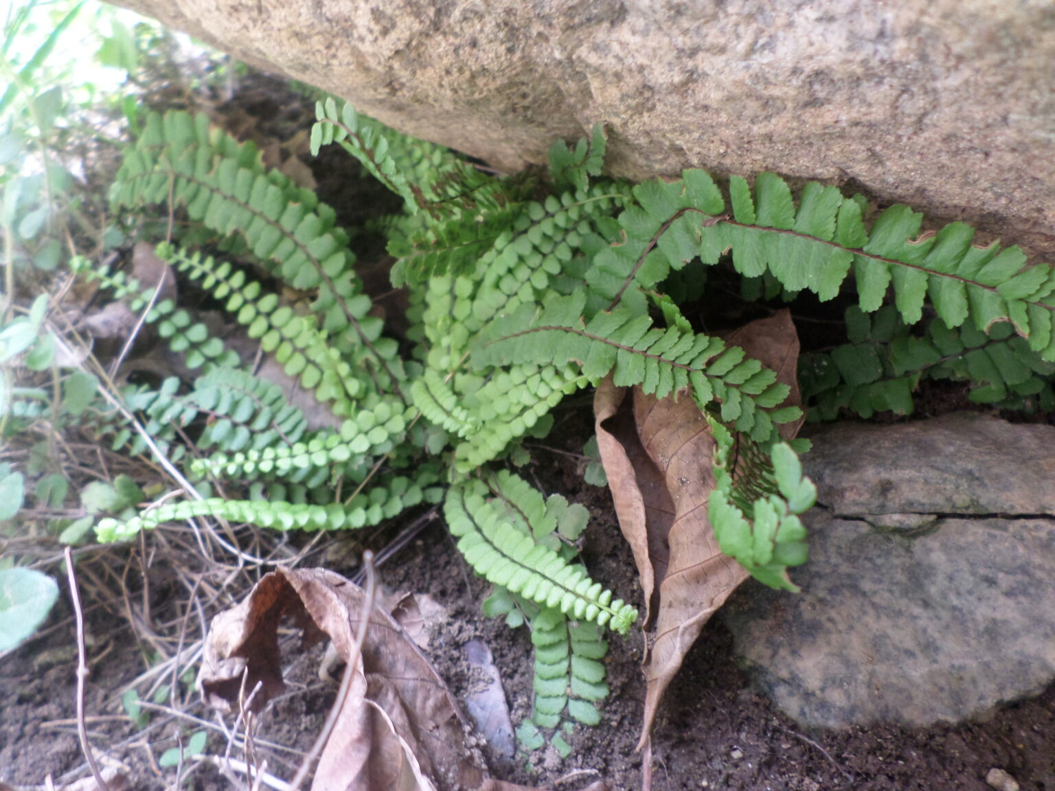 Asplenium trichomanes