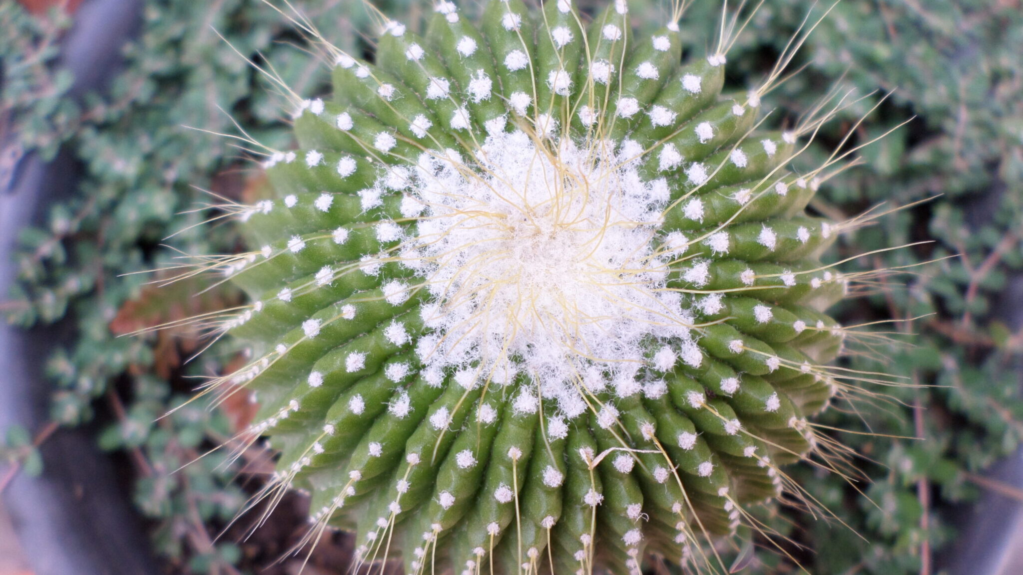 Plants Bank - Plants Database