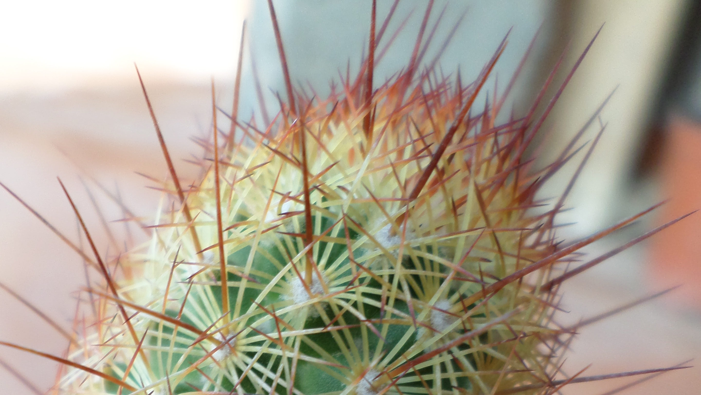 Mammillaria elongata