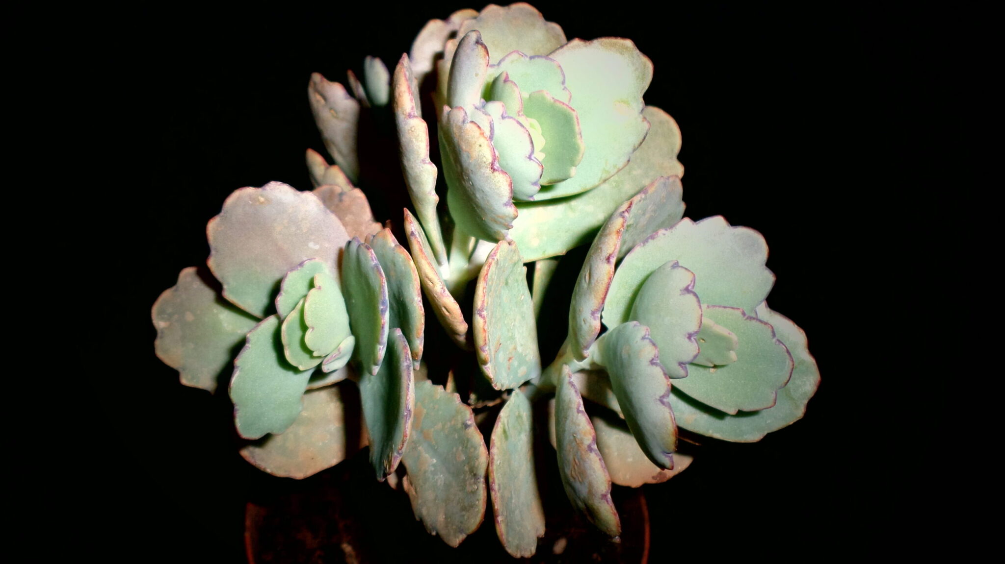 Plants Bank - Plants Database