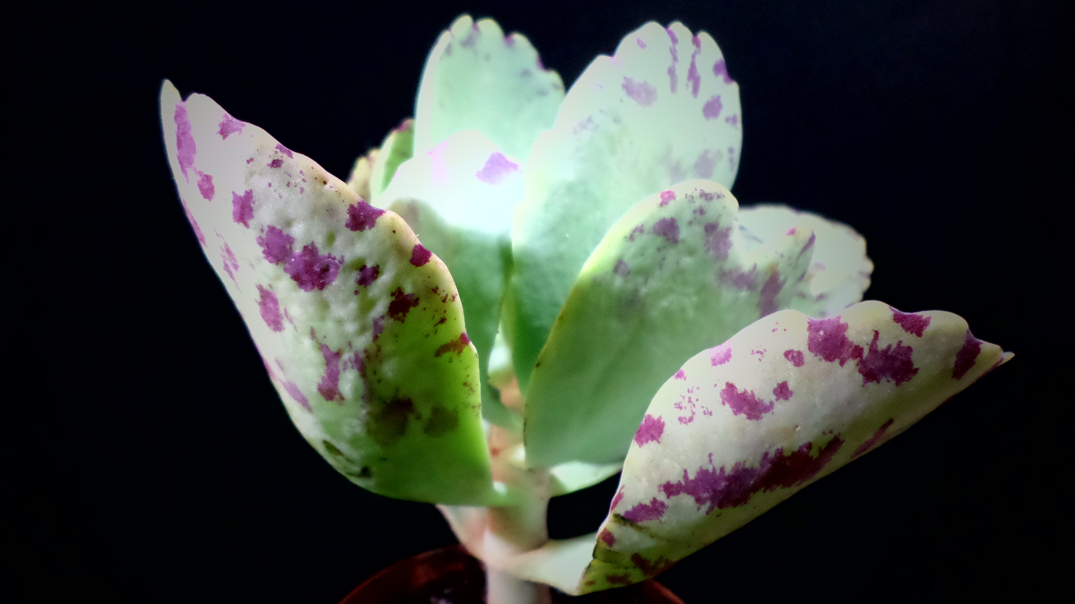 Kalanchoe marmorata