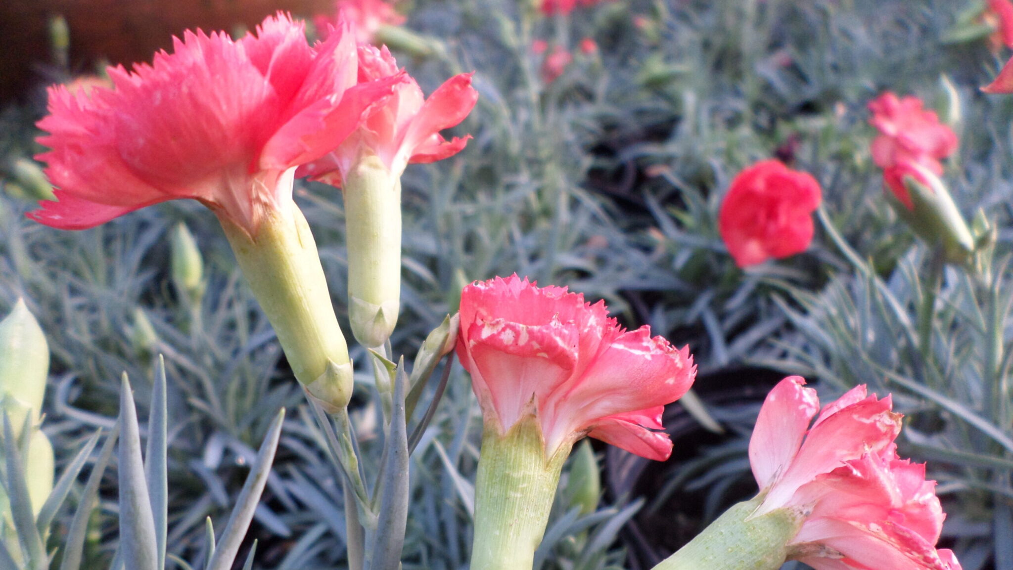 Plants Bank - Plants Database