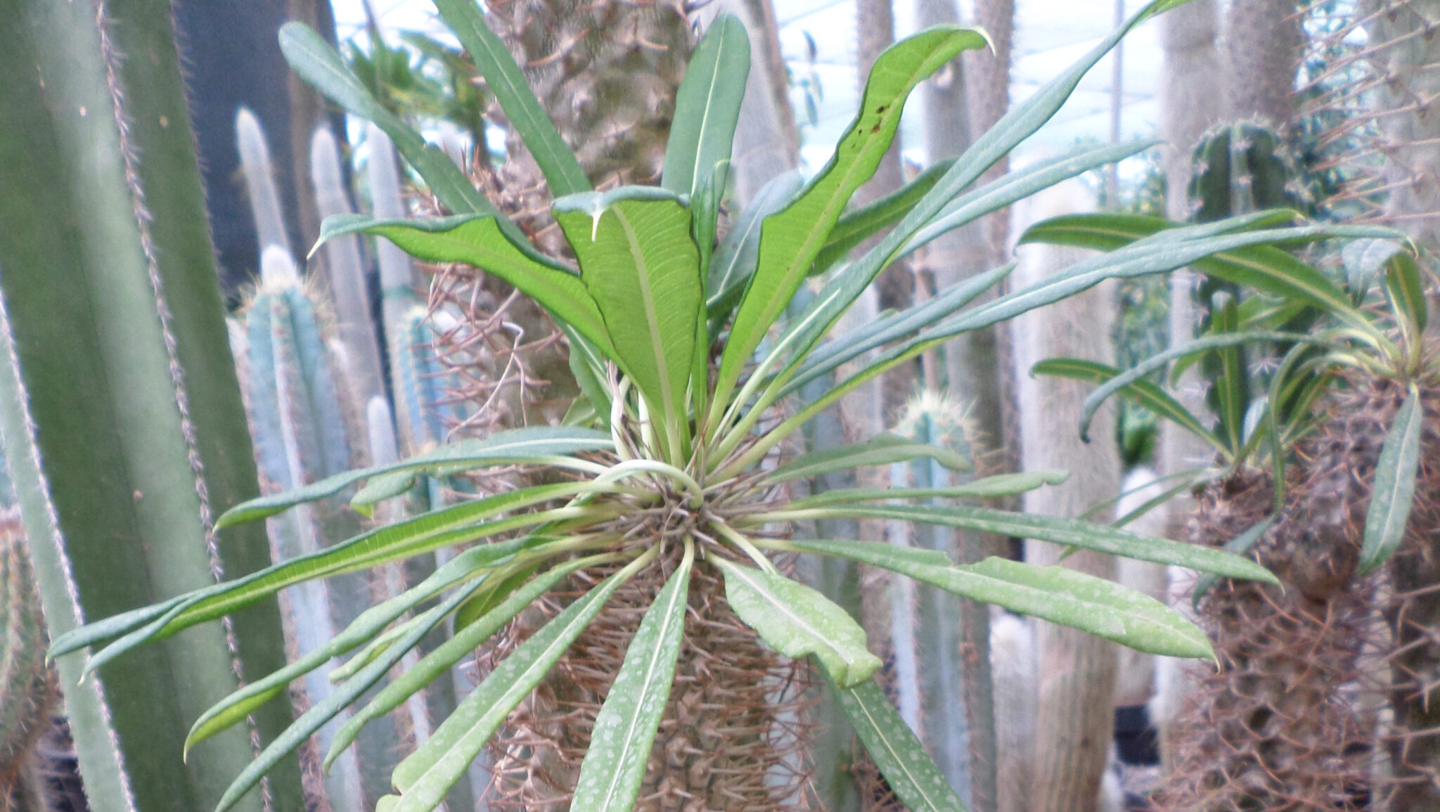 Plants Bank - Plants Database