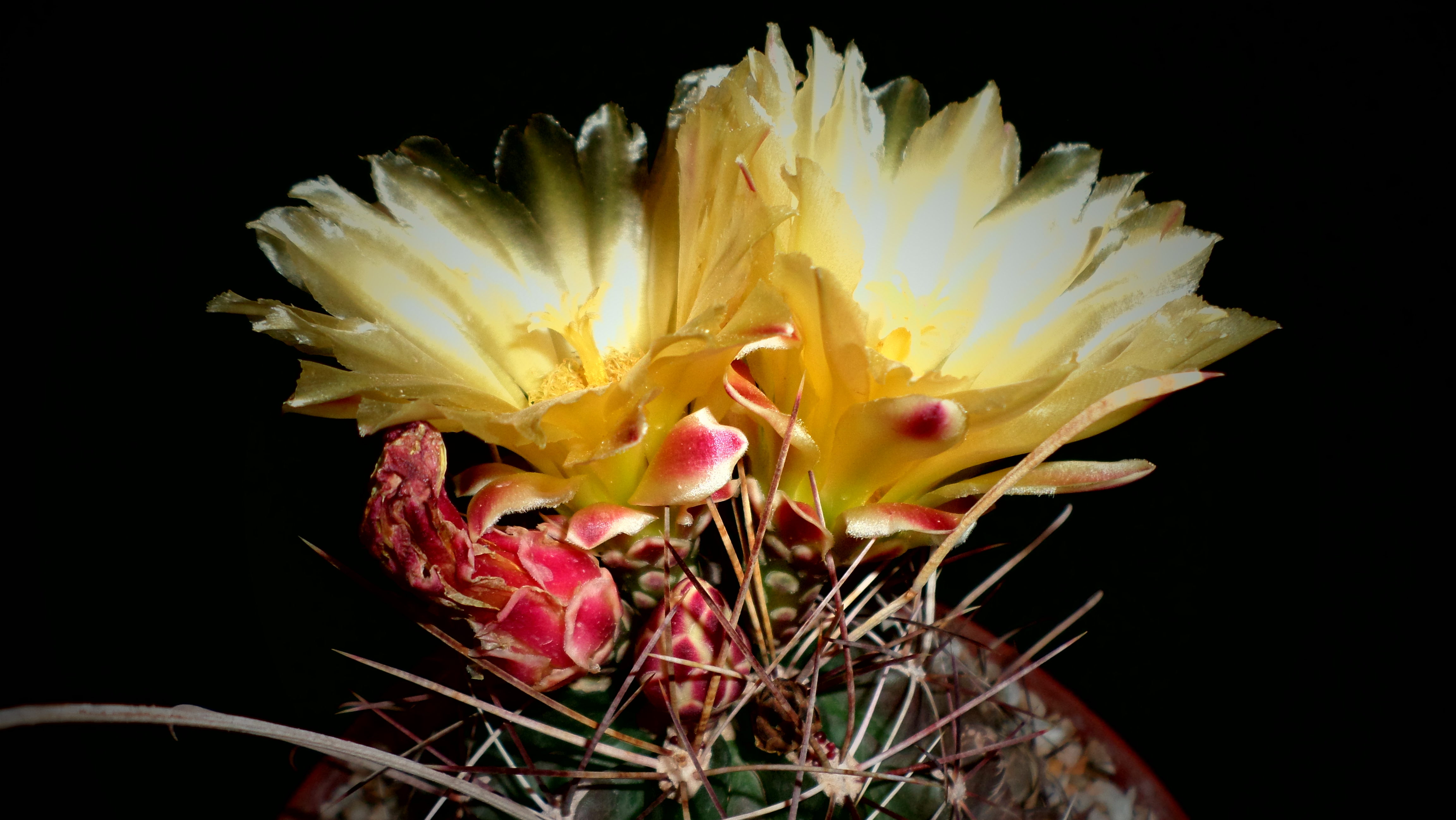 Ferocactus hamatacanthus