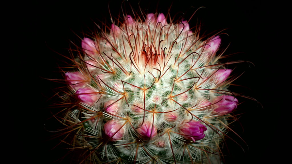 Mammillaria Bombycina