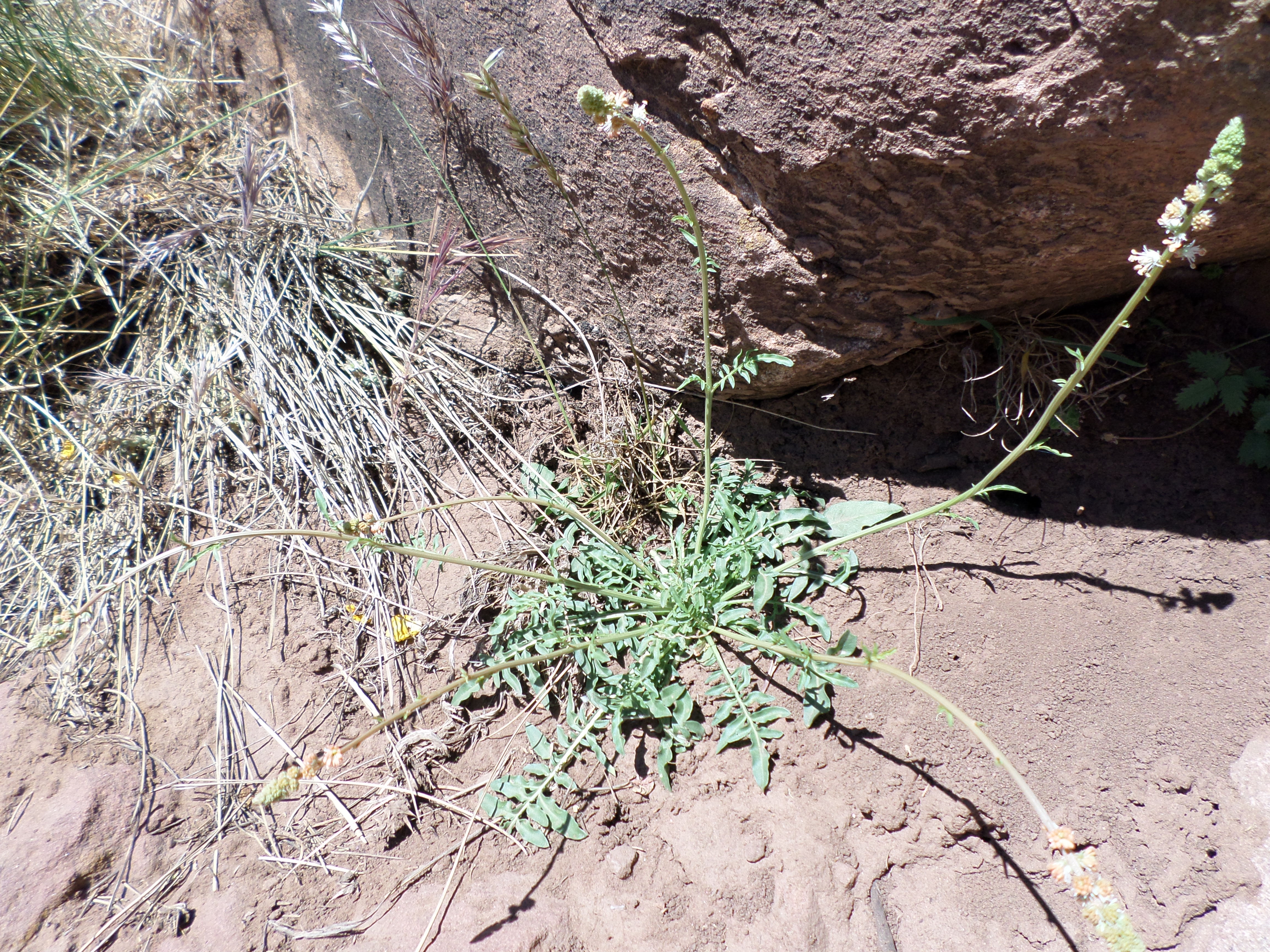 Reseda alba is an annual / biennial plant of the Resedaceae family