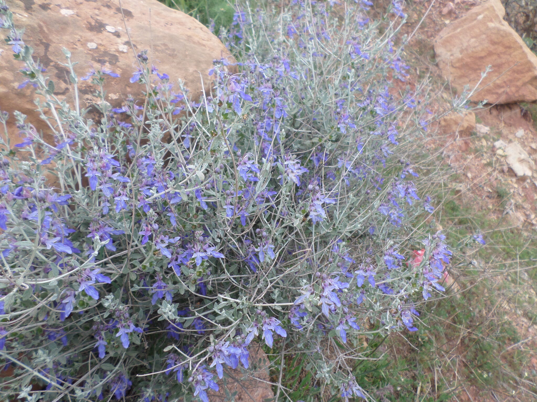 Teucrium fruticans