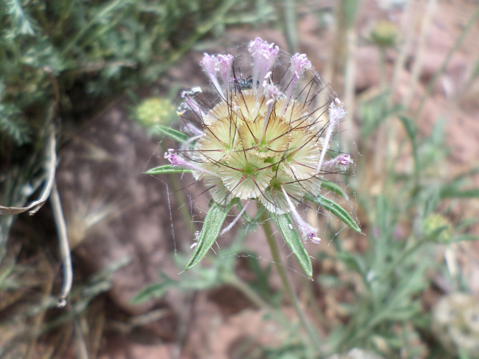 Scabiosa columbaria