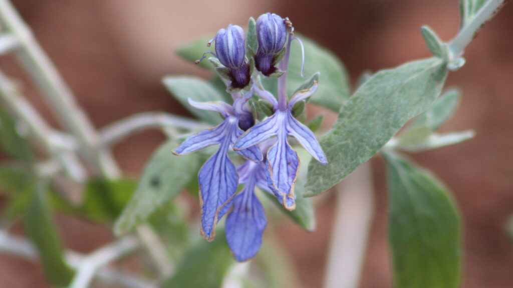 Teucrium fruticans