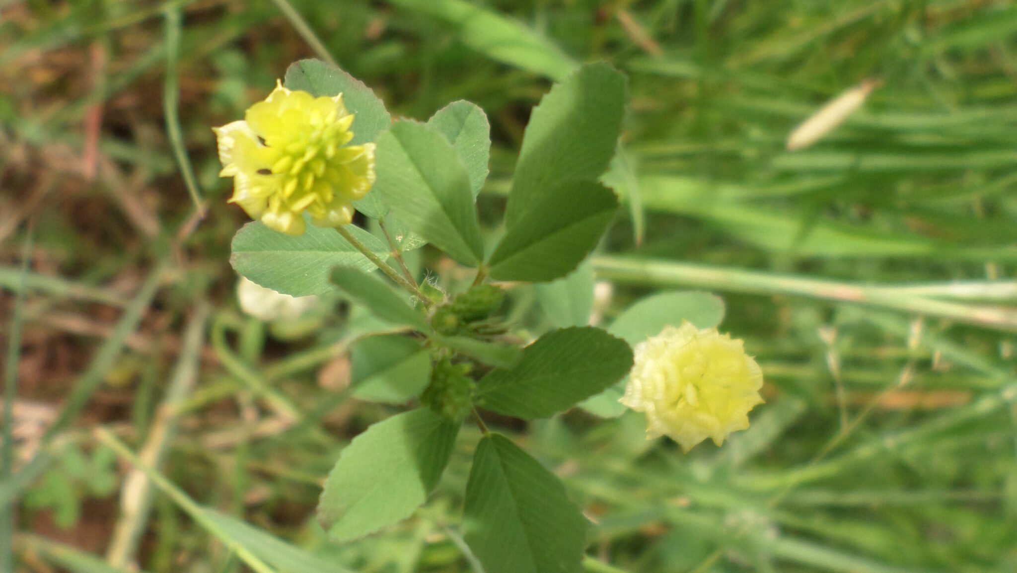 Plants Bank - Plants Database