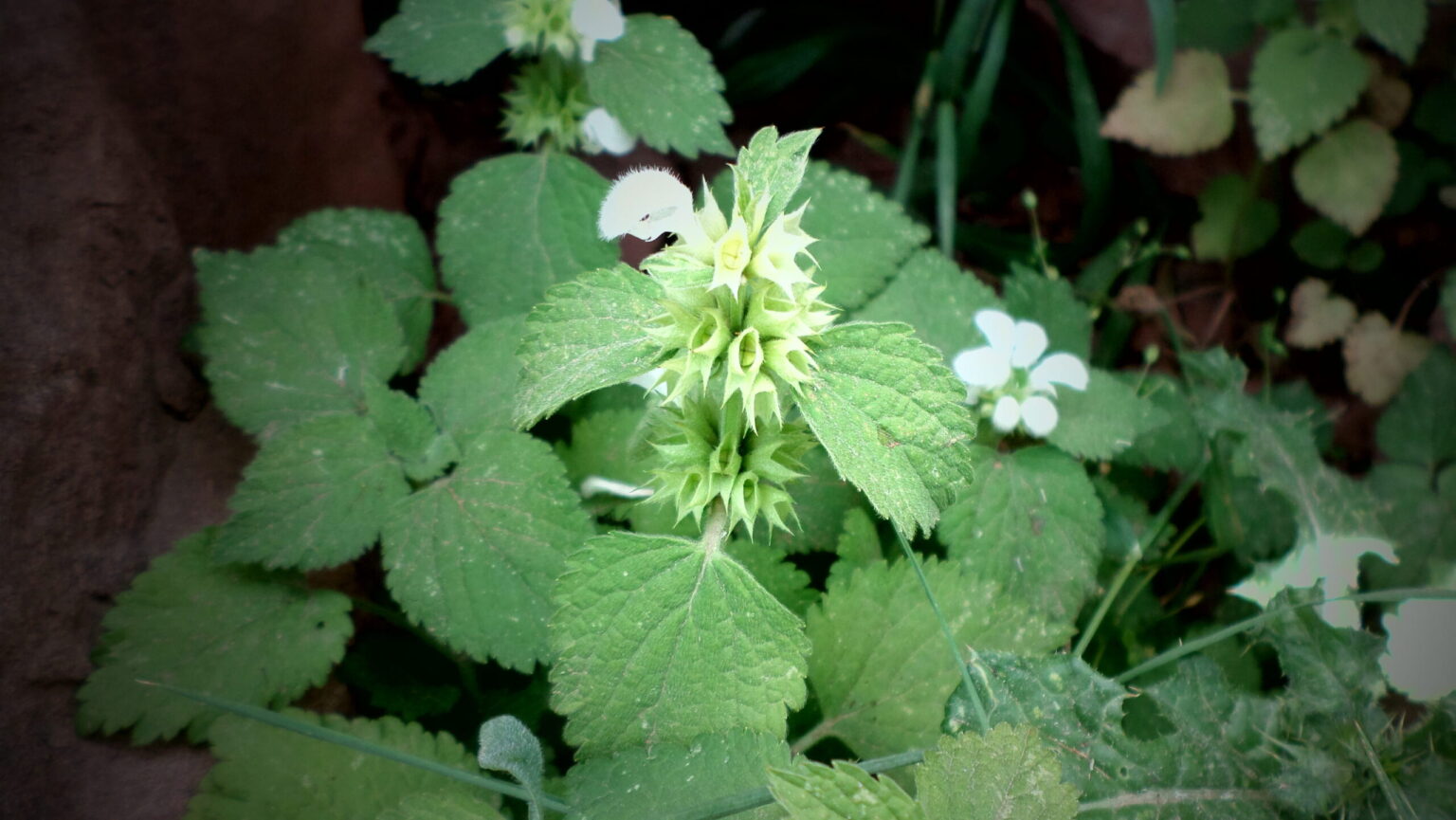 Plants Bank - Plants Database