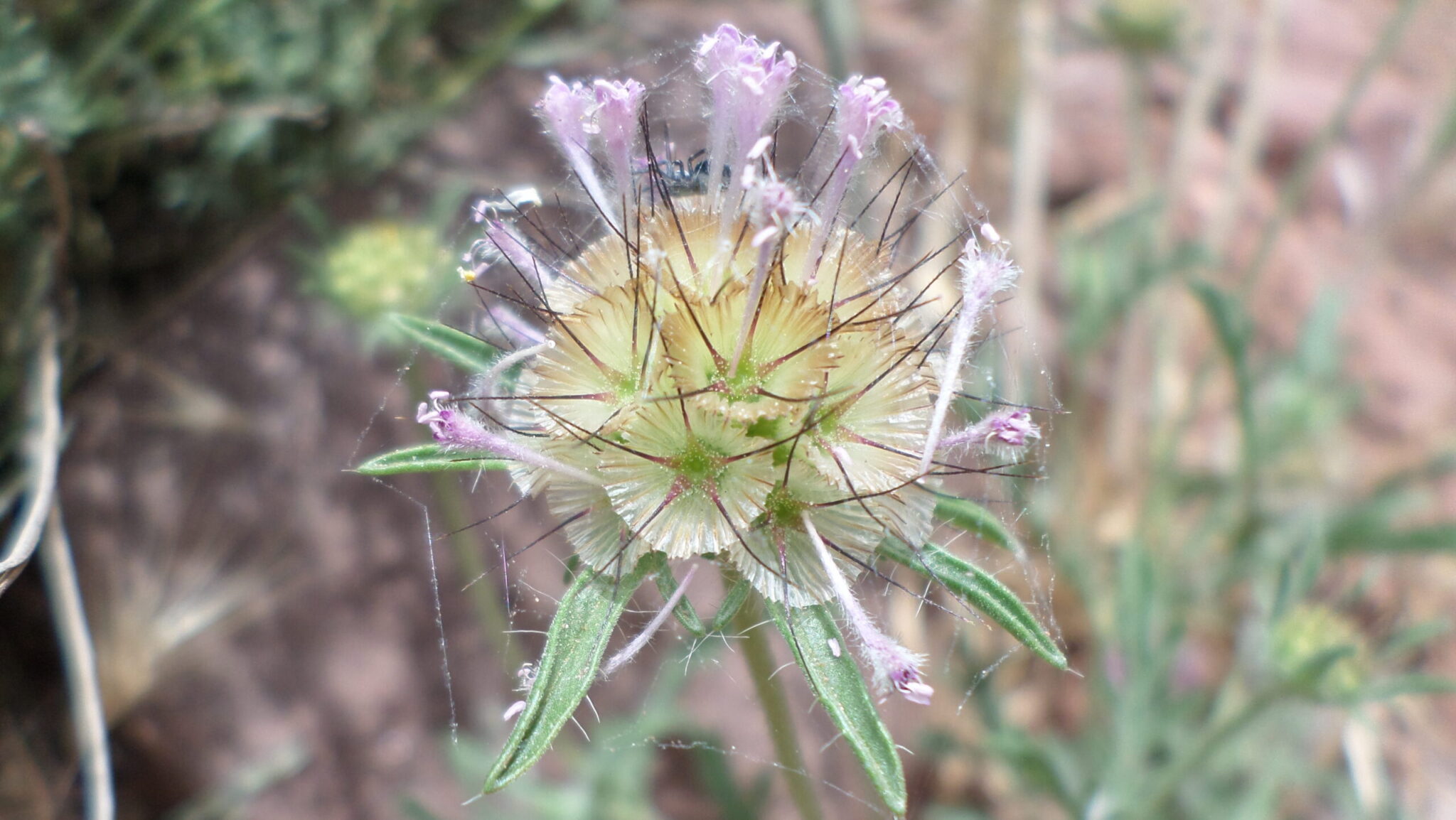 Plants Bank - Plants Database