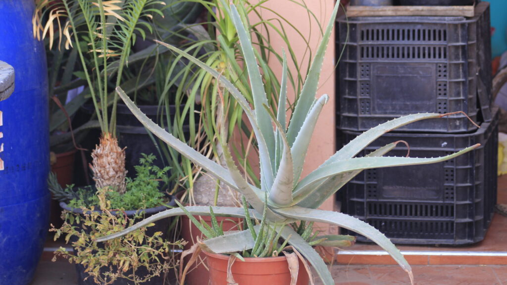 Aloe vera