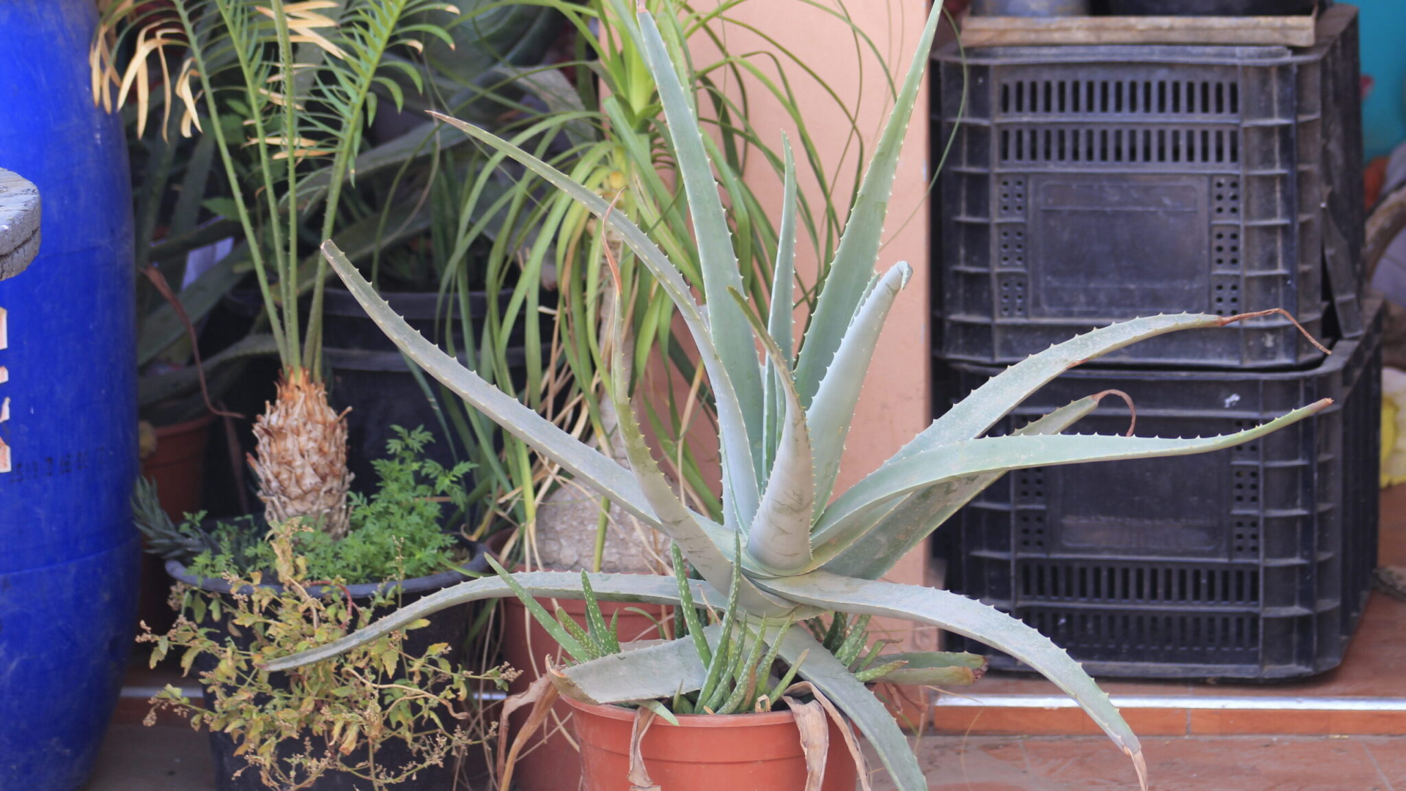 Plants Bank - Plants Database