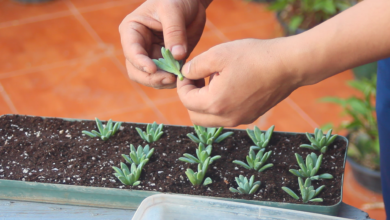 Reseda alba is an annual / biennial plant of the Resedaceae family