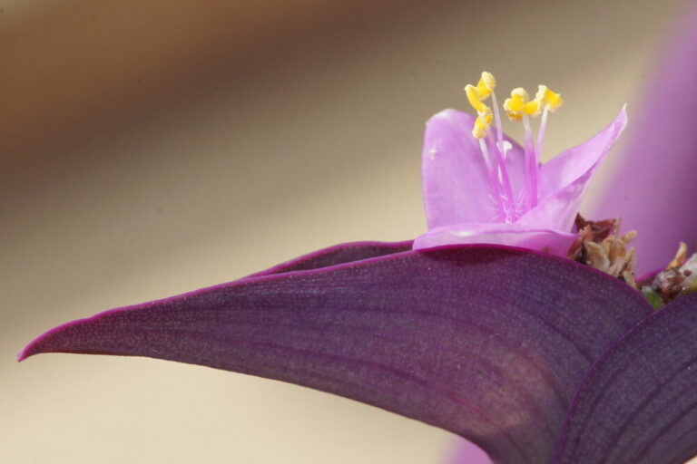 9 TYPES OF WANDERING JEW PLANTS (TRADESCANTIA) - SPECIES AND CARE TIPS