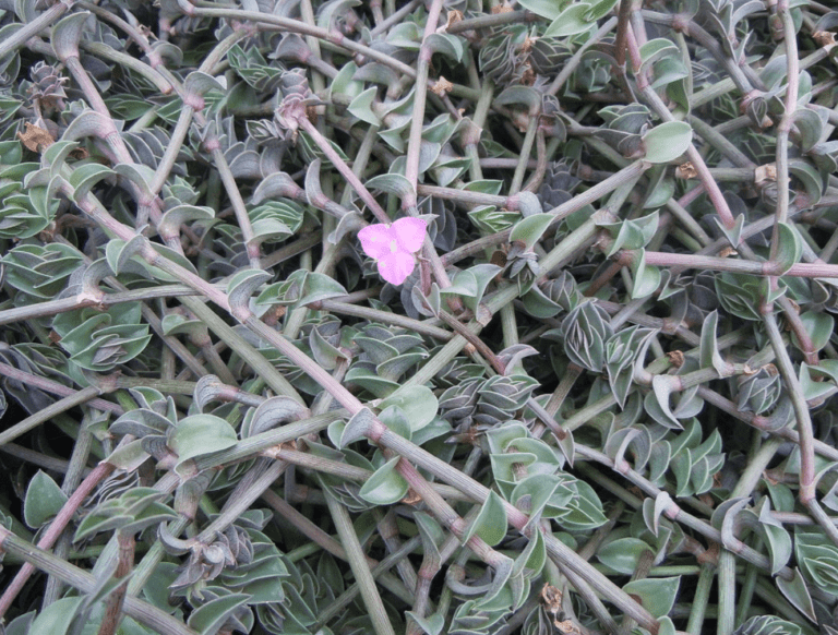 9 TYPES OF WANDERING JEW PLANTS (TRADESCANTIA) - SPECIES AND CARE TIPS