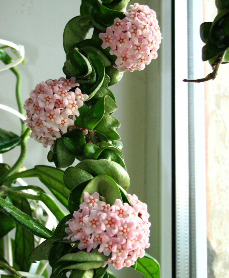 12 POPULAR SPECIES OF HOYA PLANT - GROW AND CARE TIPS
