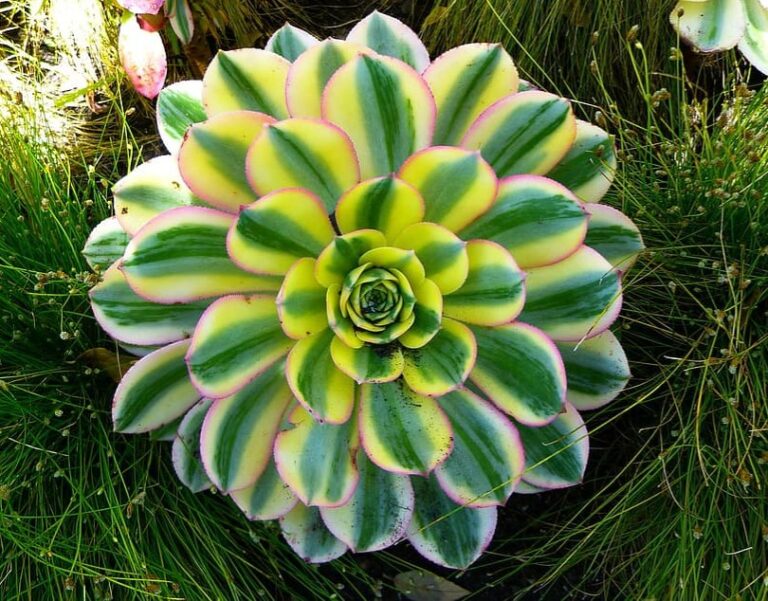 HOW TO GROW AND CARE FOR AEONIUM PLANTS?