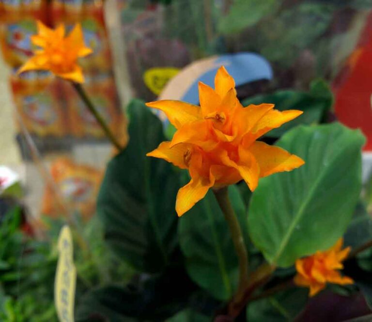 CALATHEA PLANT: POPULAR SPECIES AND CARE TIPS