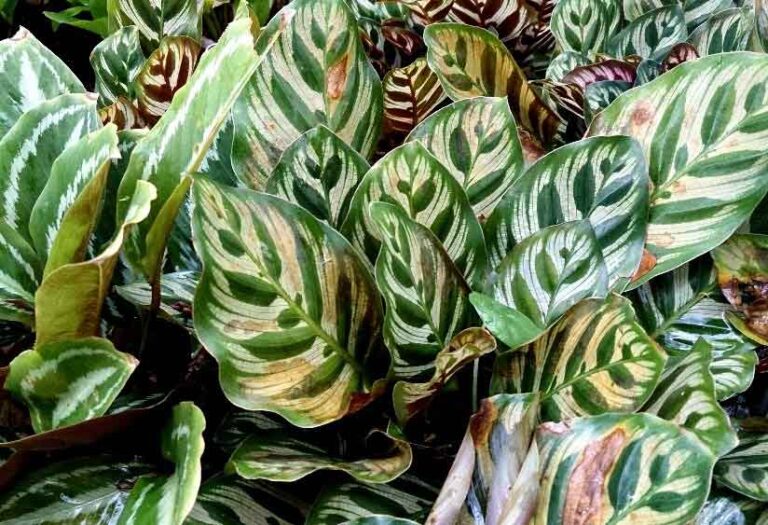 CALATHEA PLANT: POPULAR SPECIES AND CARE TIPS