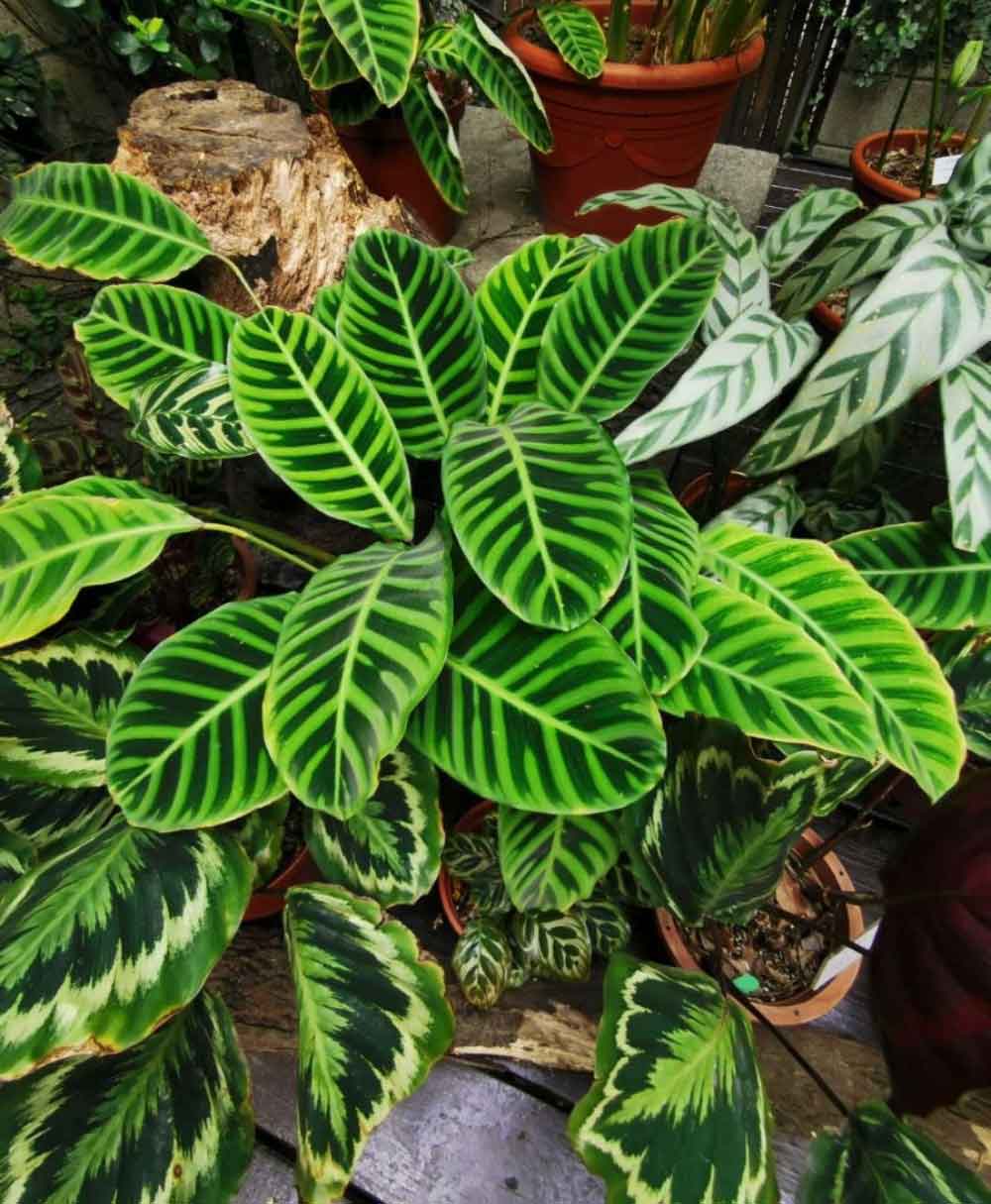 CALATHEA PLANT: POPULAR SPECIES AND CARE TIPS