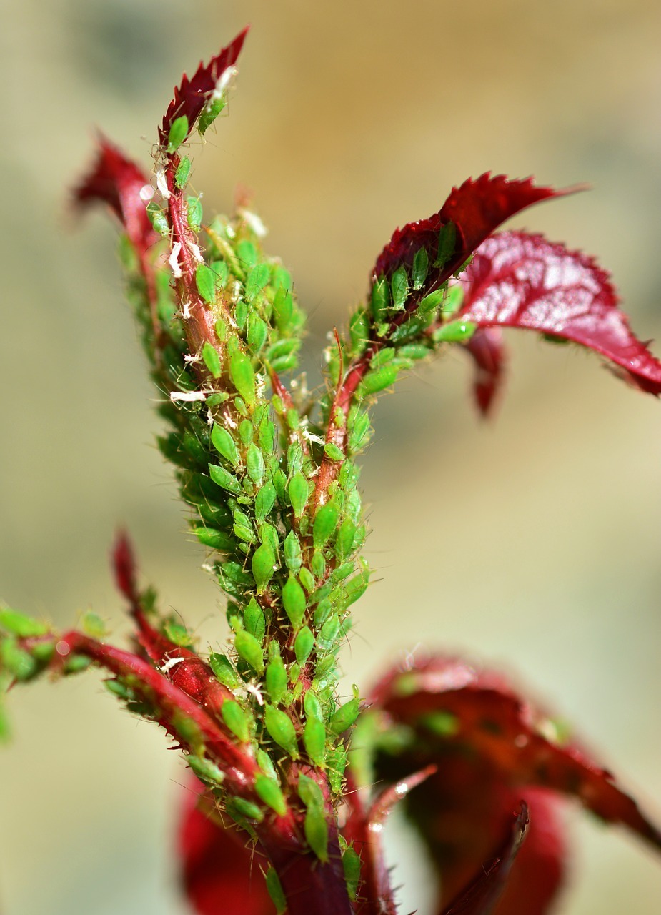 WHY MY FLOWERING PLANTS ARE NOT BLOOMING?