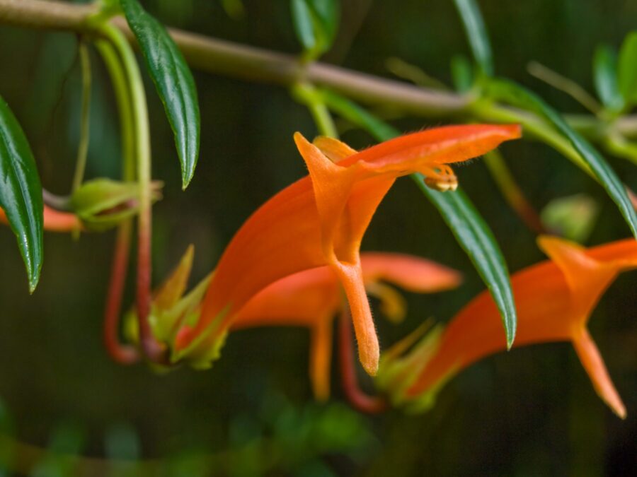 Goldfish plant: How to grow and care for Columnea plants?